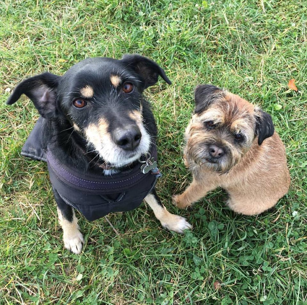 Induction - Capital Dog care