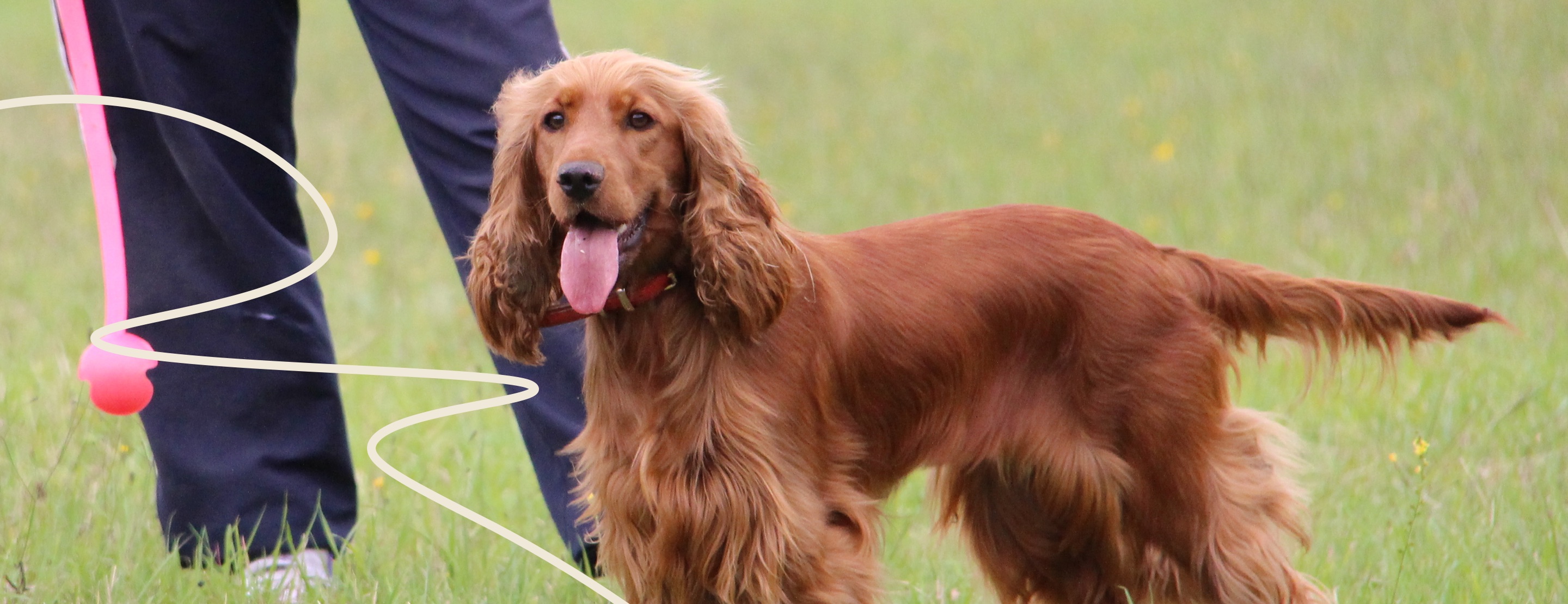 Induction Process For Pets - Capital Dog Care