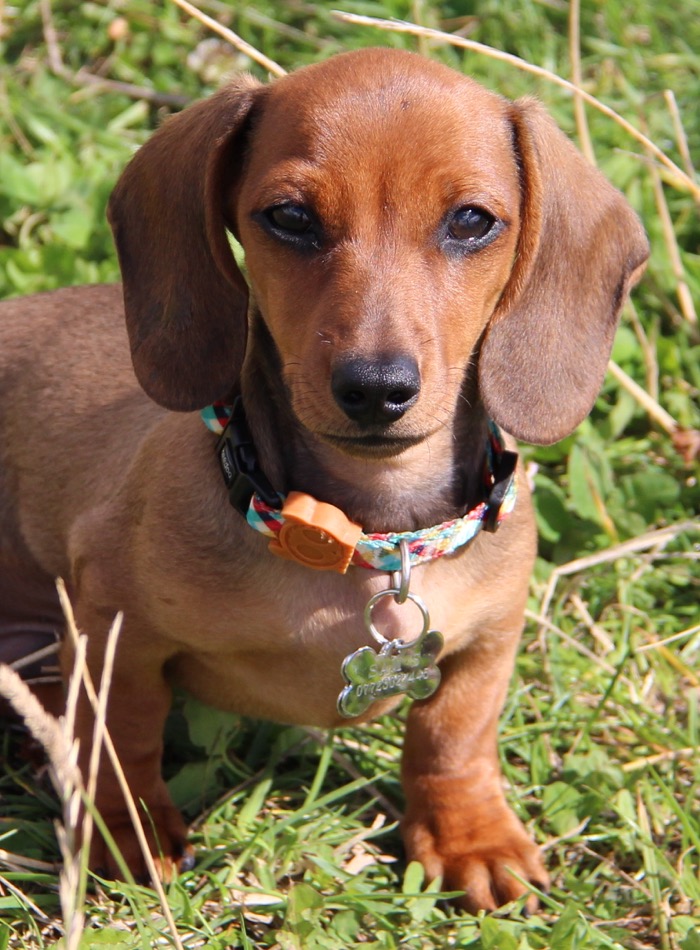 Induction - Capital Dog care